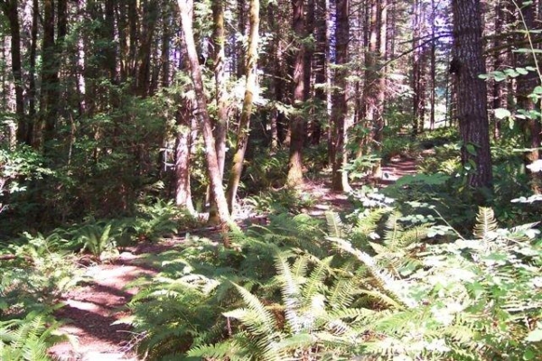 Photo Gallery - Camp Cedar Ridge: Vernonia, Oregon